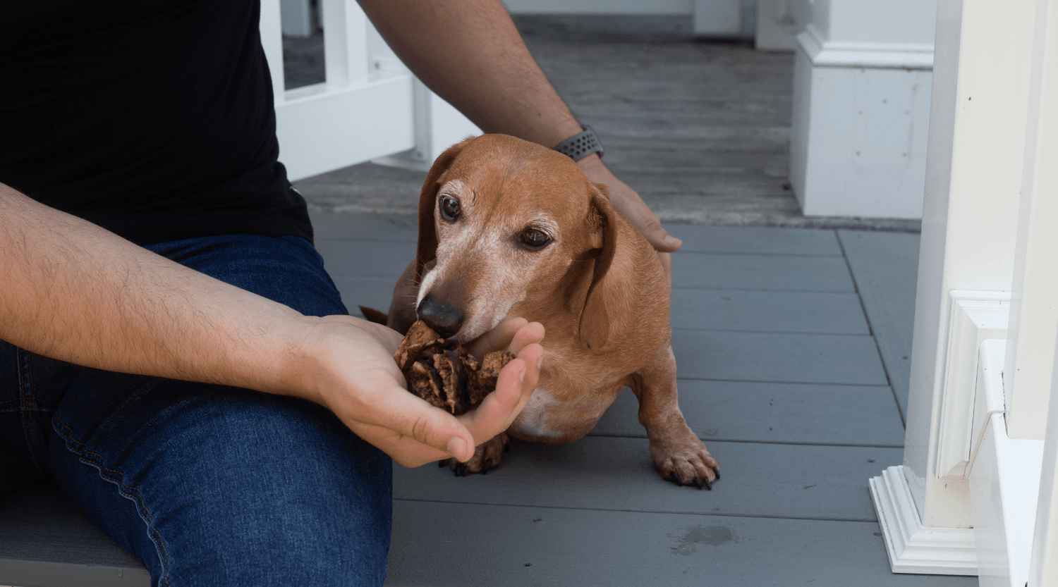 Can Overfeeding a Dog Cause Diarrhea? Learning from My Mistakes – K9 ...