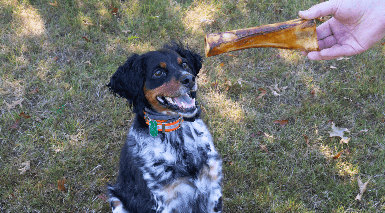 Ruffing Up Boredom: How Dog Bones Keep Your Pup Engaged and Happy – K9 ...