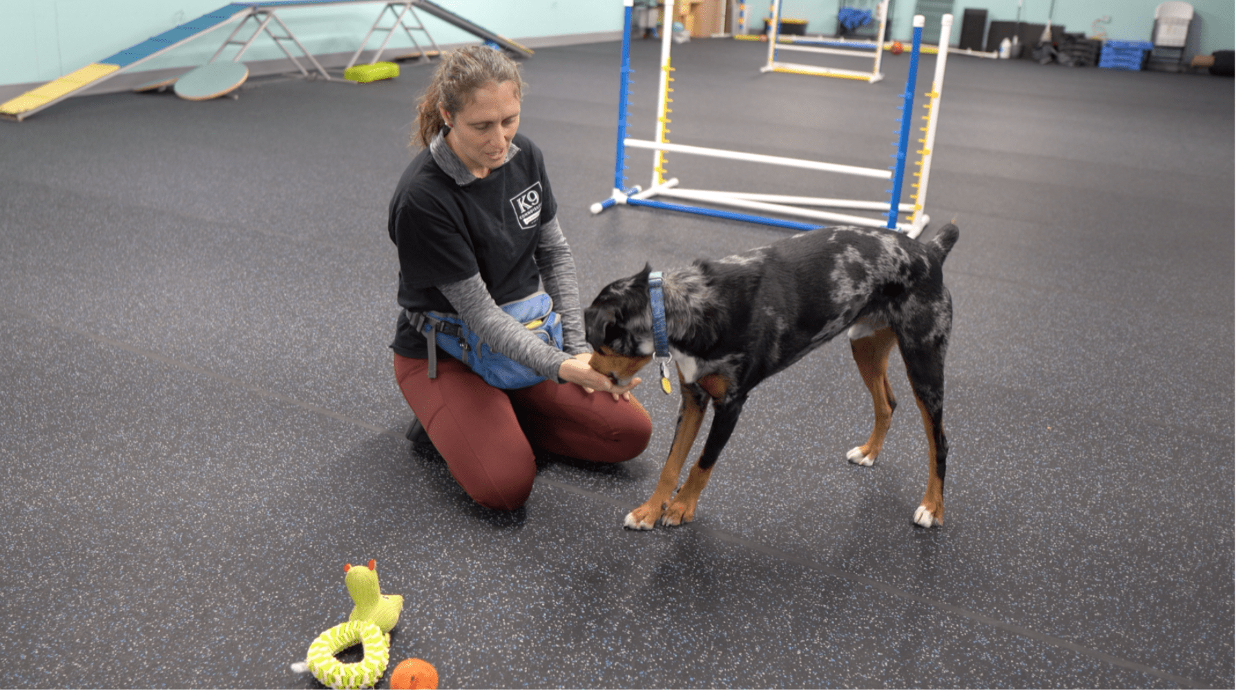 How to Teach a Dog to Drop It: My Labrador's Sock Obsession – K9 ...