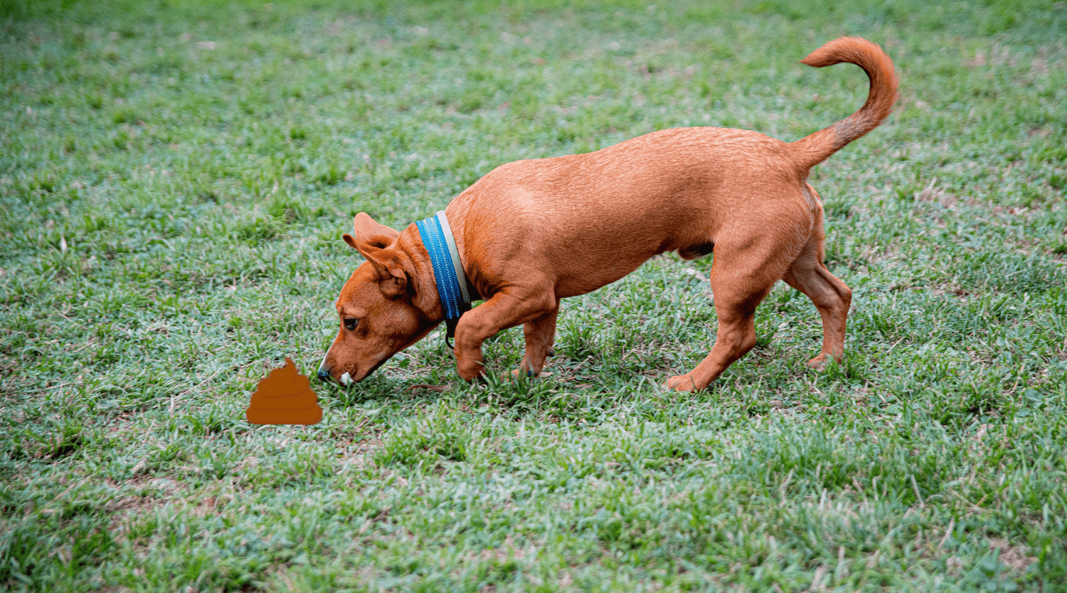 Why Do Dogs Eat Poop? Don't Tell Pixie I Told You About This – K9 ...