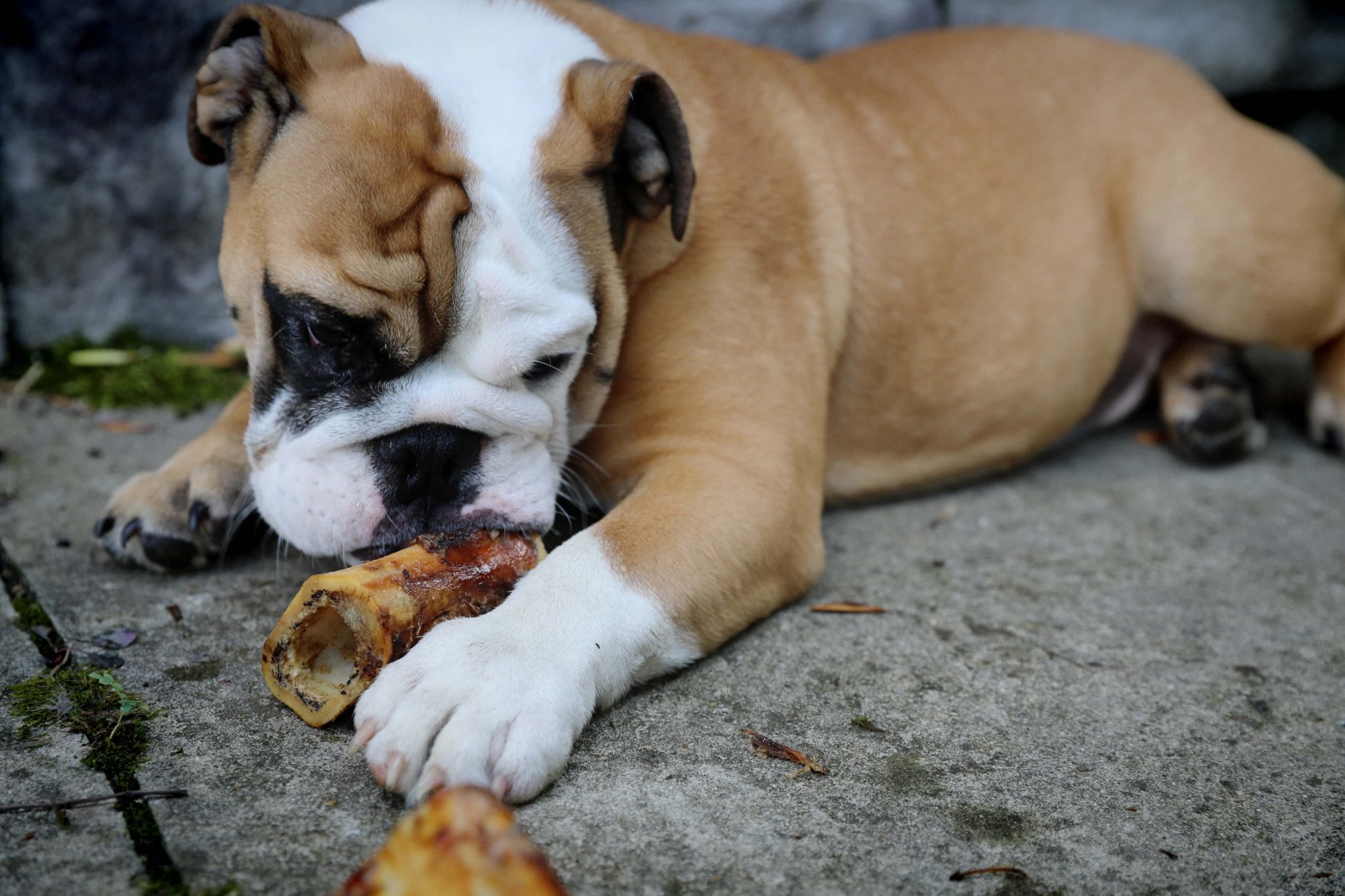 Raw Bones for Dogs: Why I Don’t Fear the Crunch – K9 Connoisseur