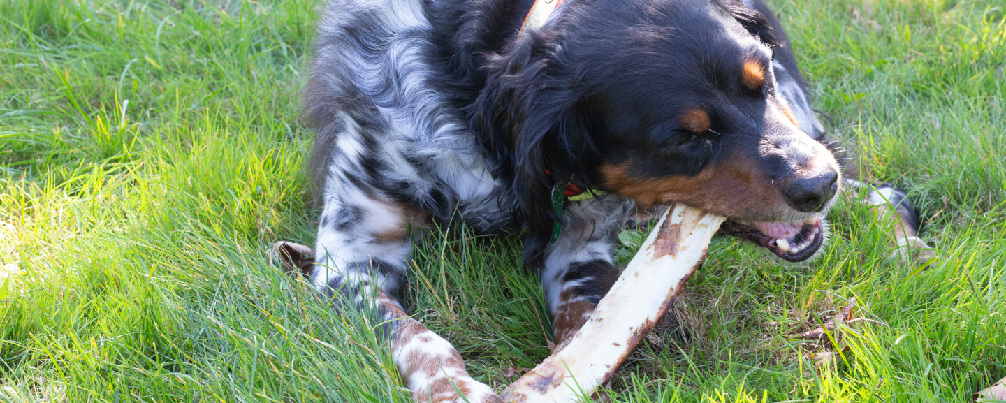 Bones for Medium-Sized Dogs – K9 Connoisseur